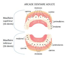 Comprendre la numérotation des dents: Systèmes FDI et Universel