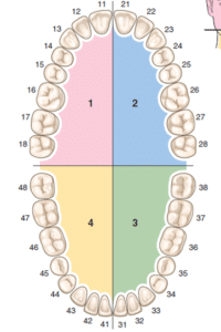 Comprendre la numérotation des dents: Systèmes FDI et Universel