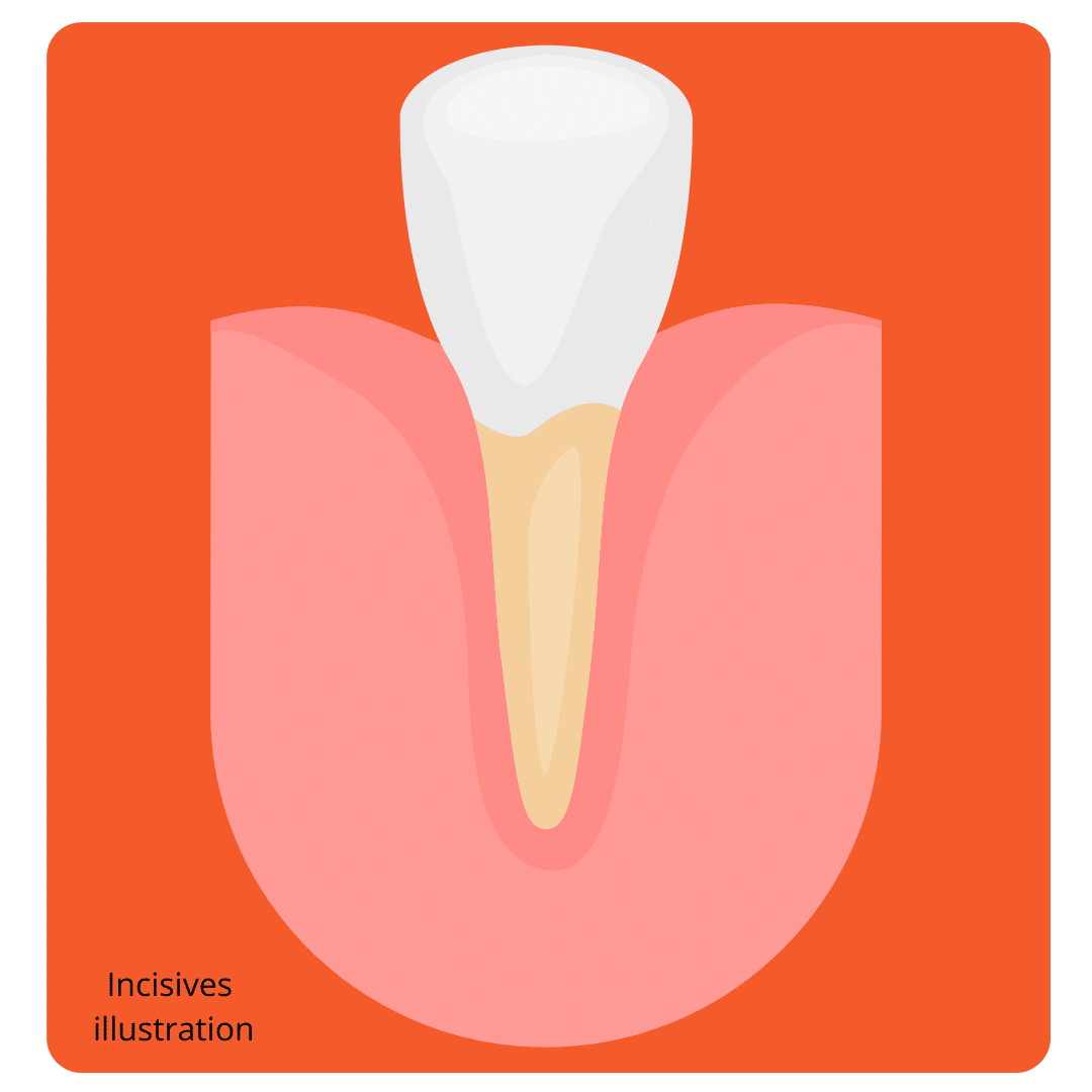 Comprendre les incisives : Rôle essentiel et gestion des problèmes ...