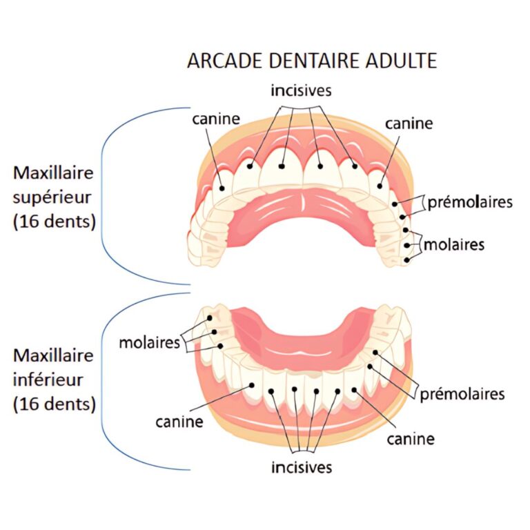 Comprendre les incisives : Rôle essentiel et gestion des problèmes dentaires